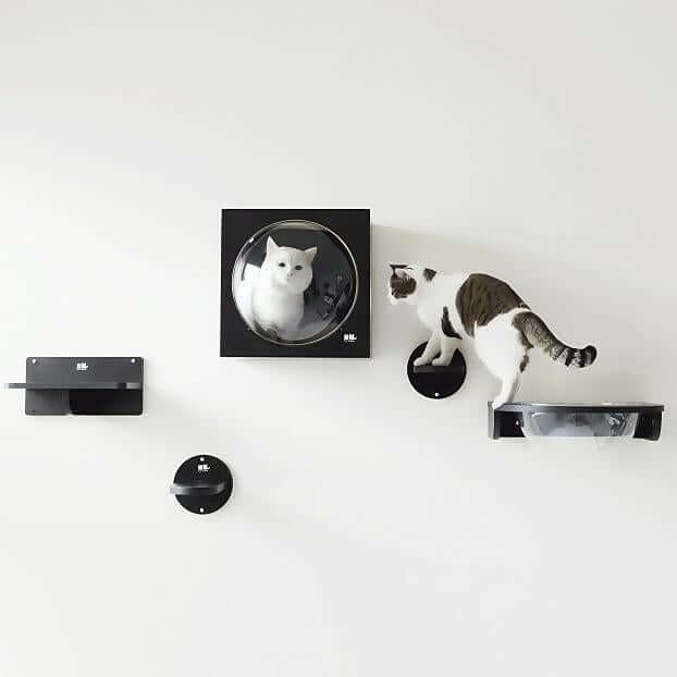 Modular Wall-Mounted Cat Climbing System with Clear Pods – KtKitty
